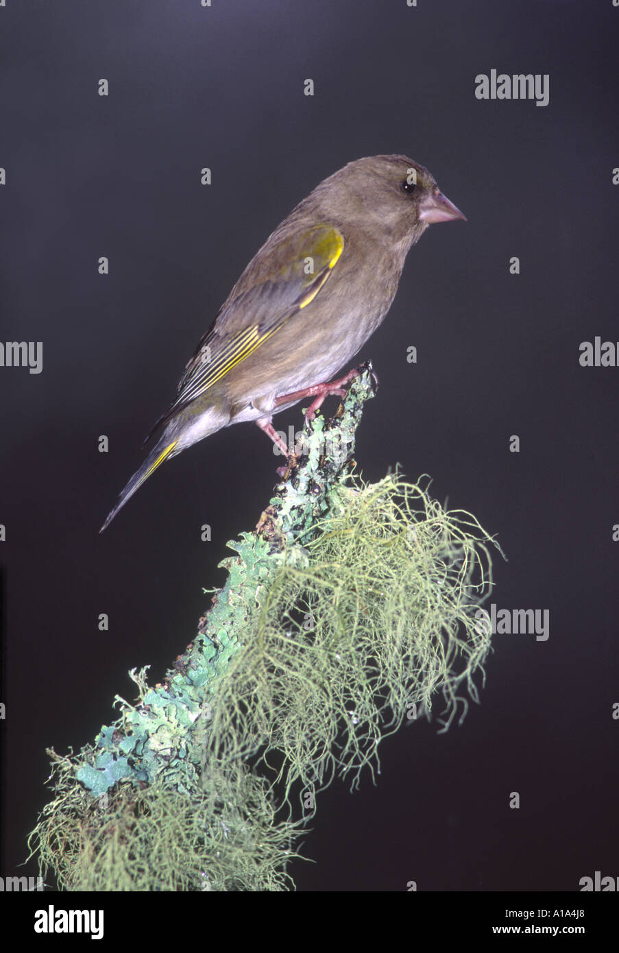 Largest finch hi-res stock photography and images - Alamy