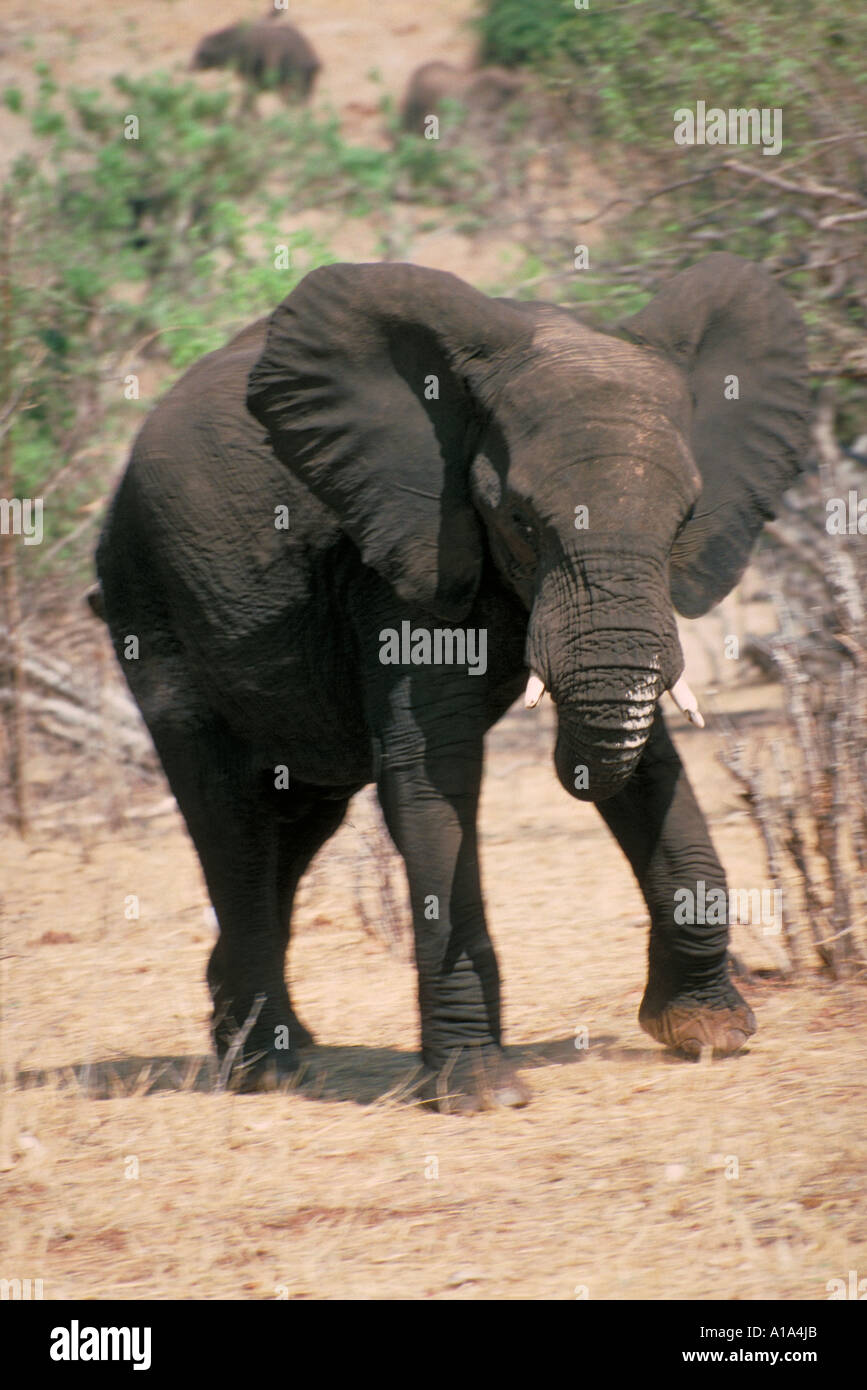 Angry bull elephant hi-res stock photography and images - Alamy