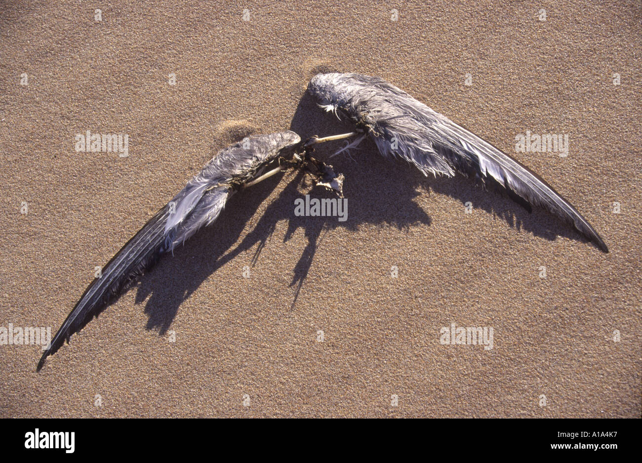 Dead Seabirds wings in the Sand Stock Photo - Alamy