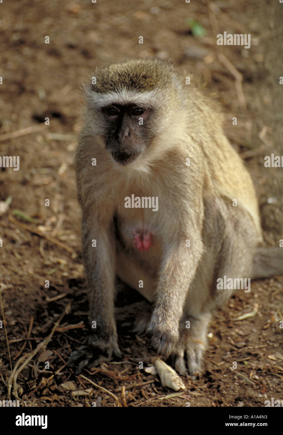 Female Vervet or Green Monkey, Chlorocebus pygerythrus syn ...