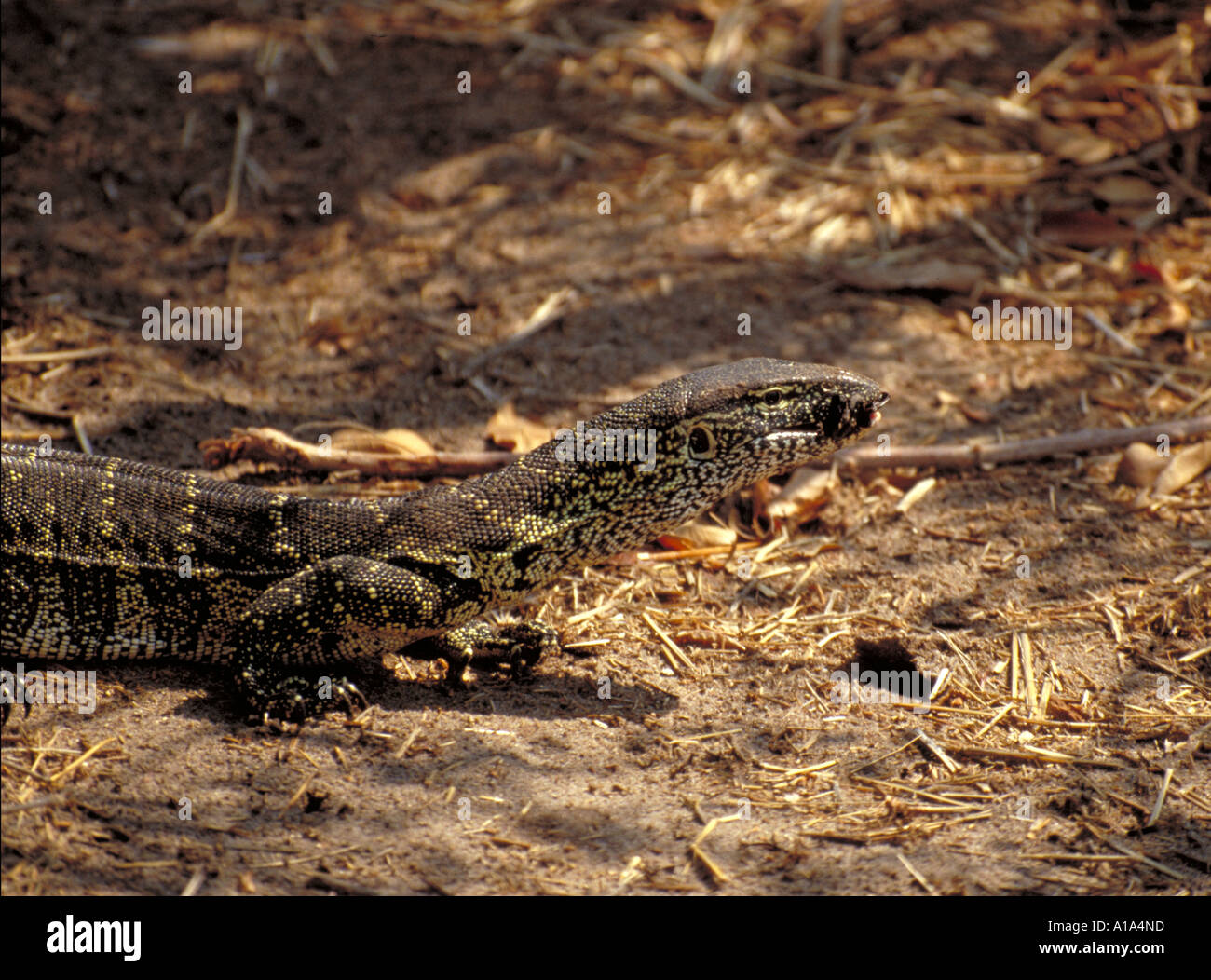 Water Monitor Lizard, Varanus salvator, Varanidae, Chobe, Botswana ...