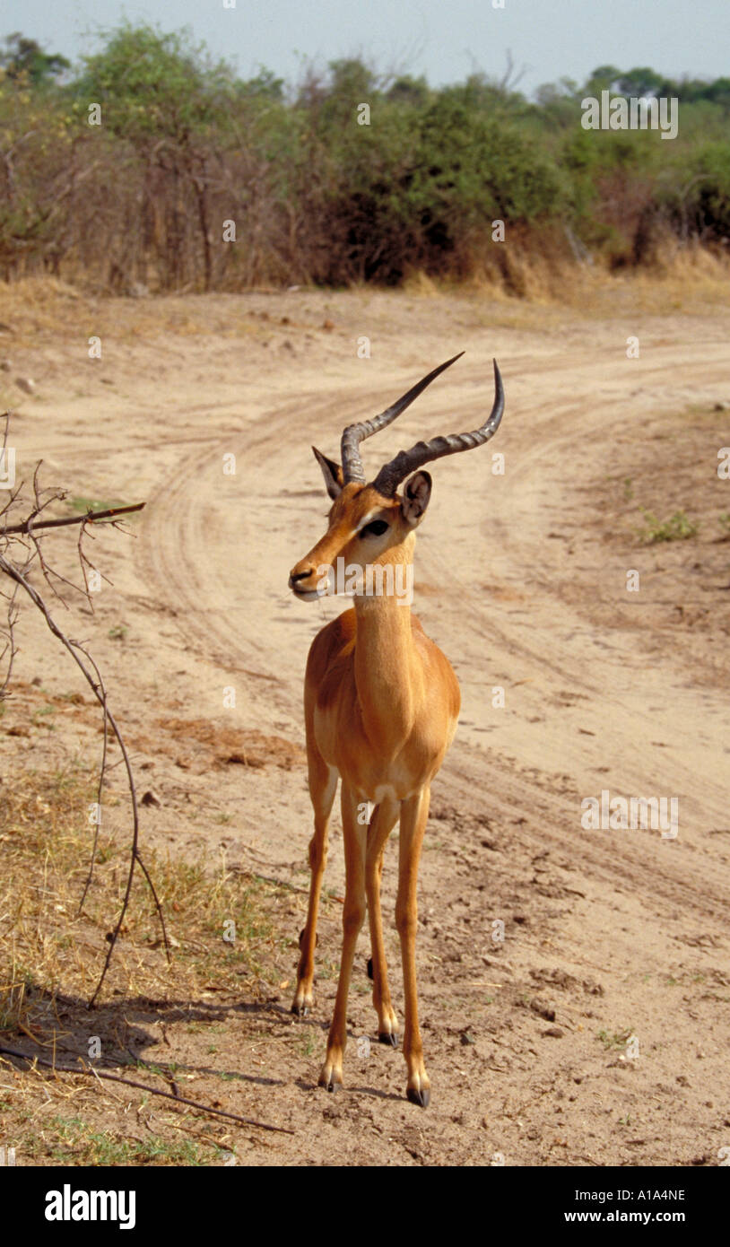 Wildlife mammal antelope bovidae hi-res stock photography and images ...