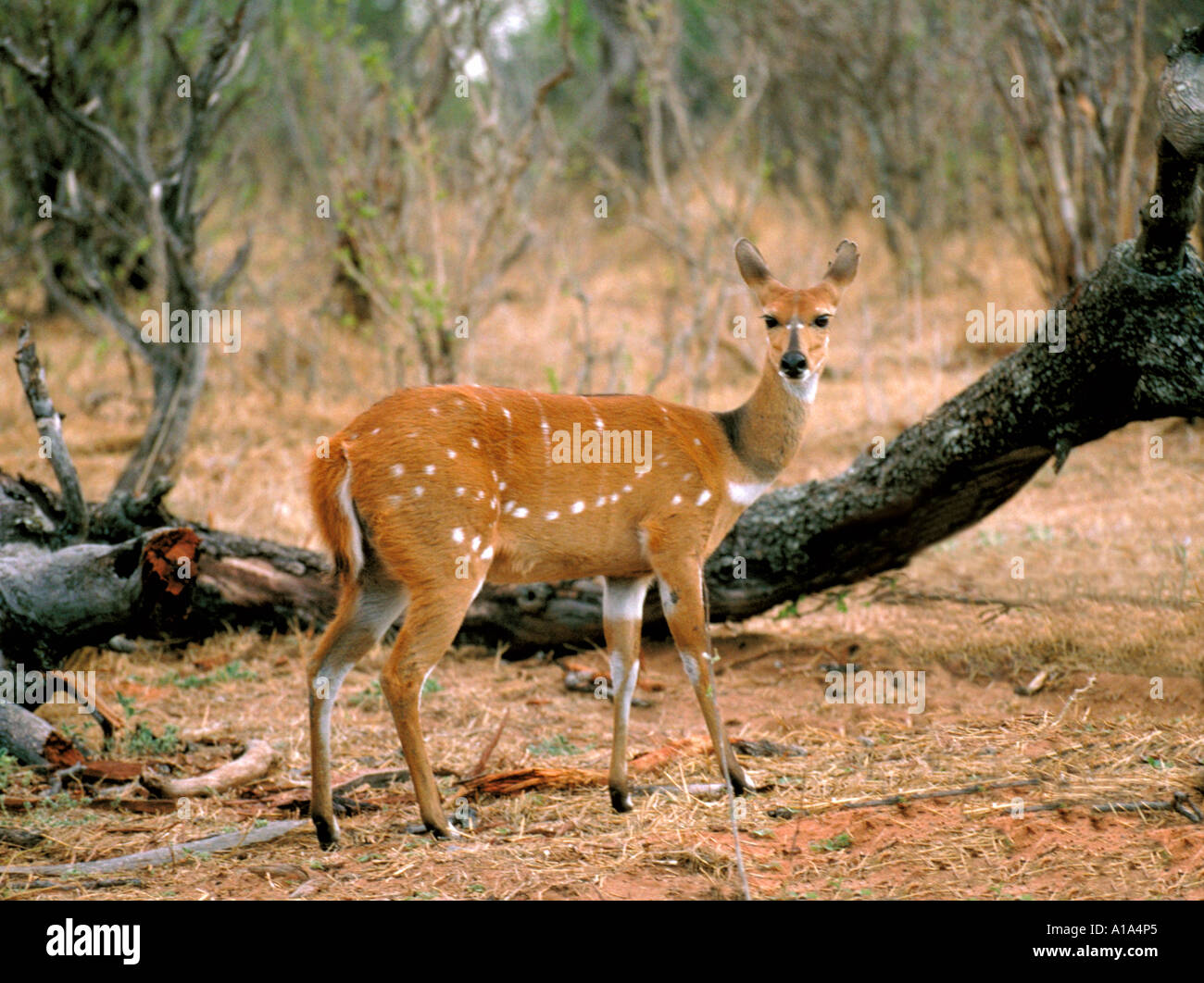 Bushbuck Tragelaphus scriptus Chobe Botswana Africa Stock Photo - Alamy