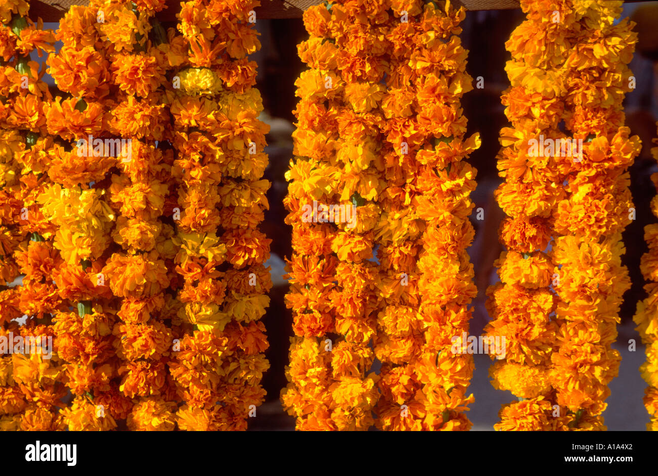 Orange flower garlands for sale at a roadside stall, Triveni Ghat ...