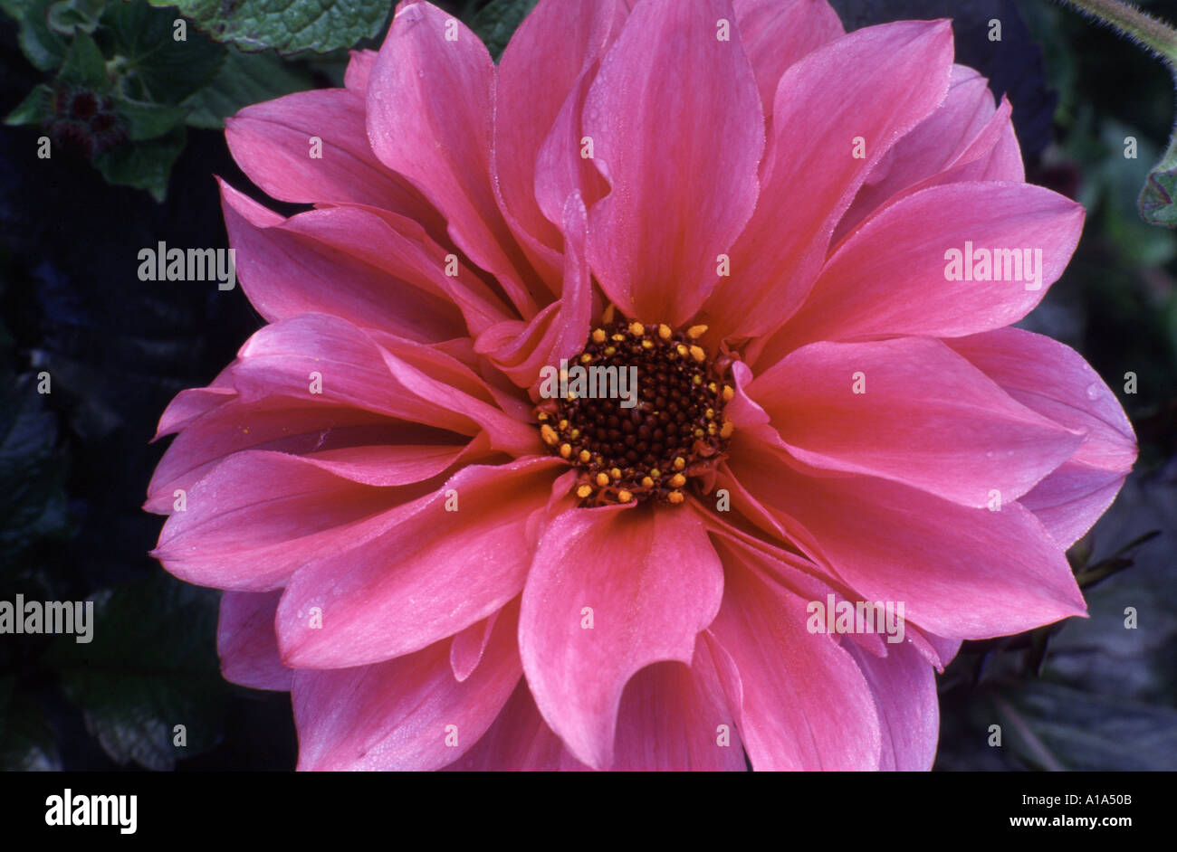 Floral fascination hi-res stock photography and images - Alamy