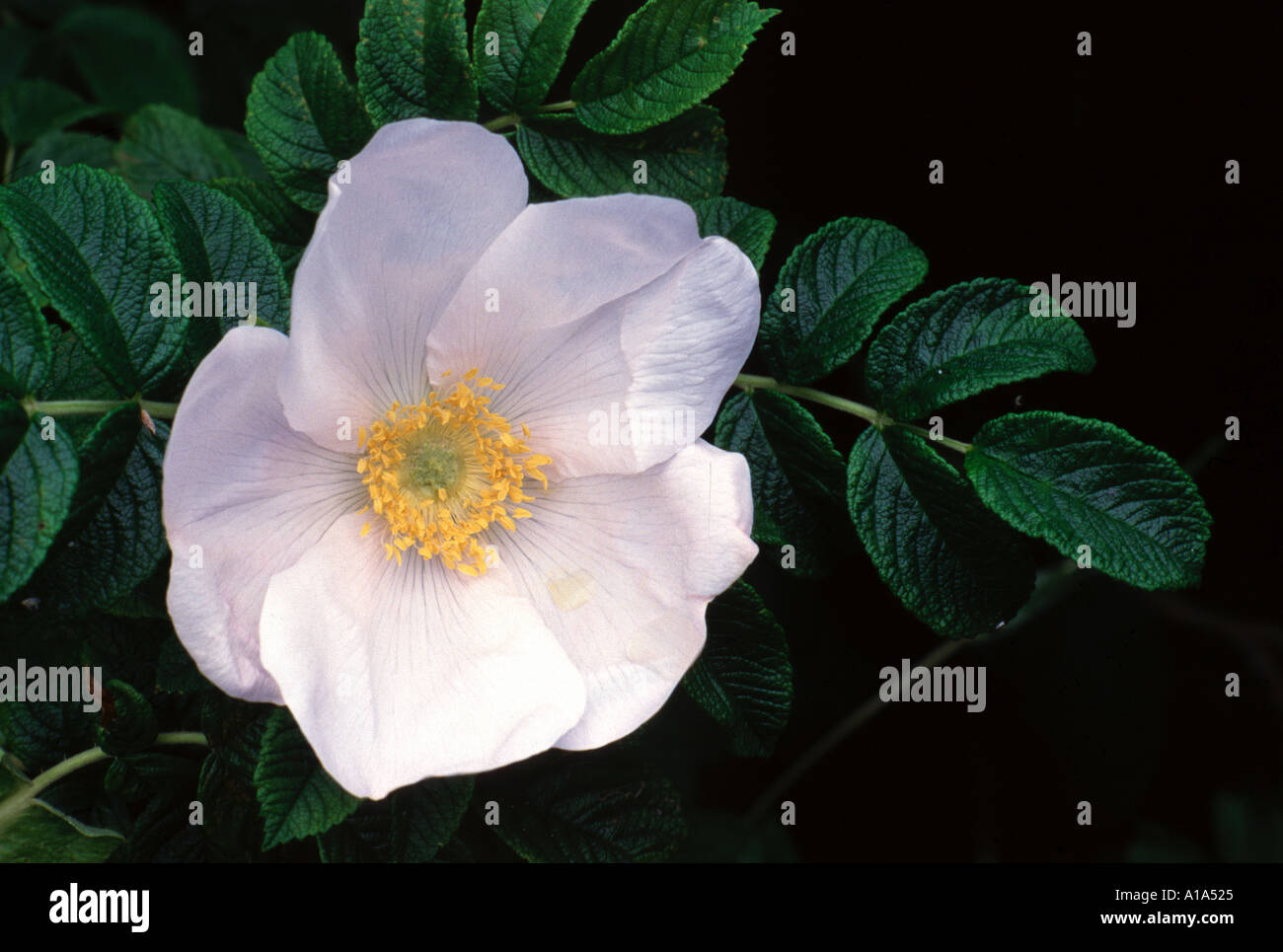 Rosa Rugosa white rose Stock Photo - Alamy