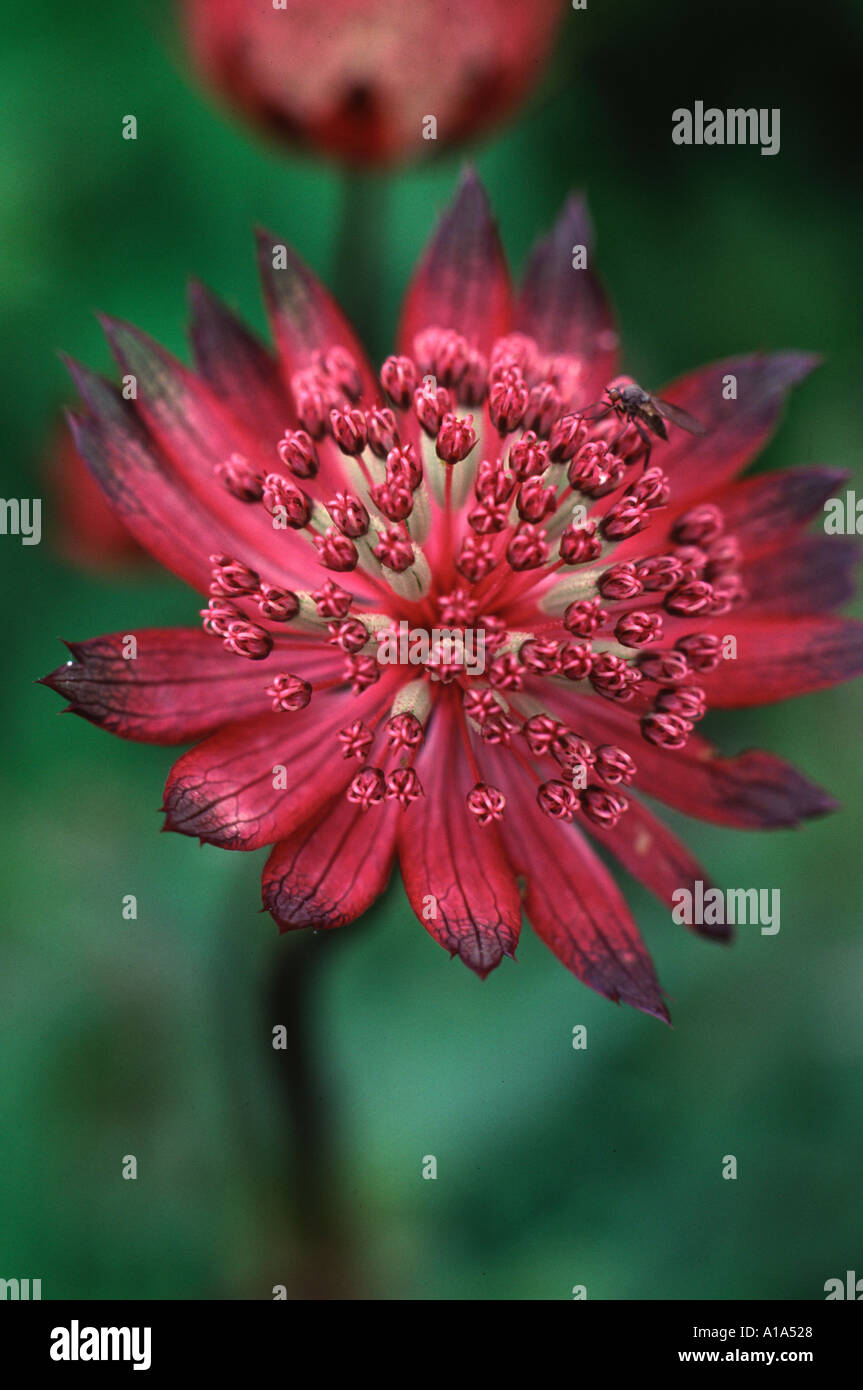 Astrantia major red hi-res stock photography and images - Alamy