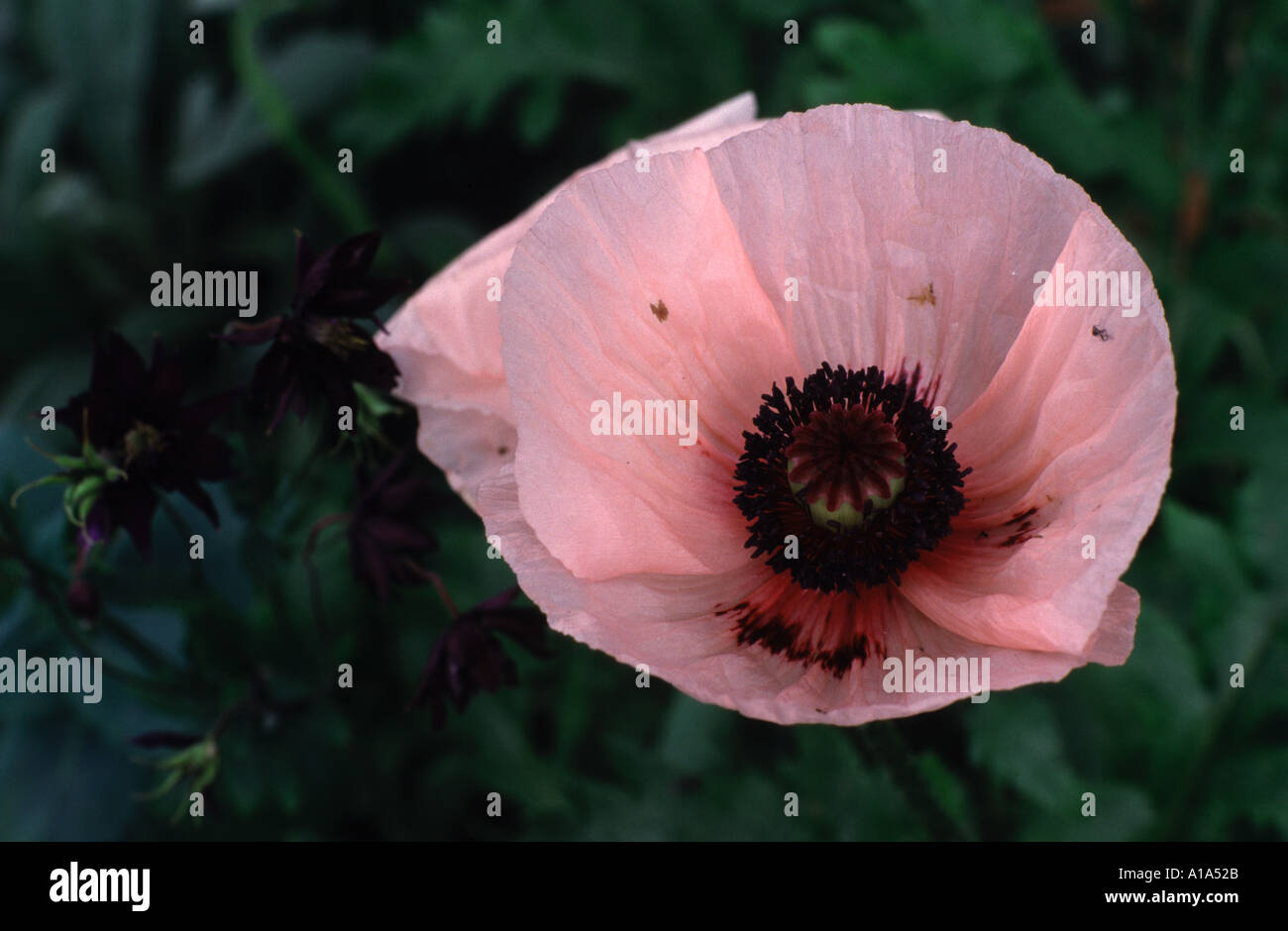 Papaver orientale karine hi-res stock photography and images - Alamy