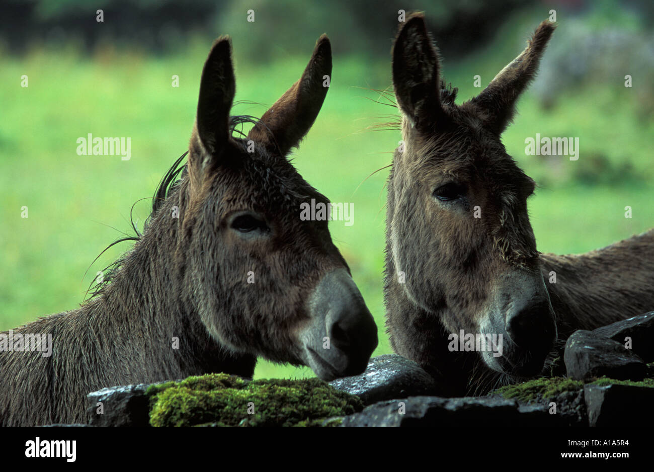 A Simple Life Stock Photo - Alamy