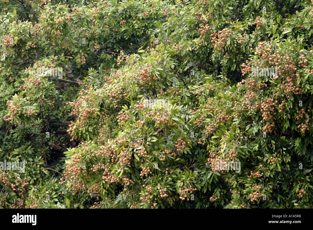 Longan trees in the Mekong Delta, Vietnam Stock Photo - Alamy