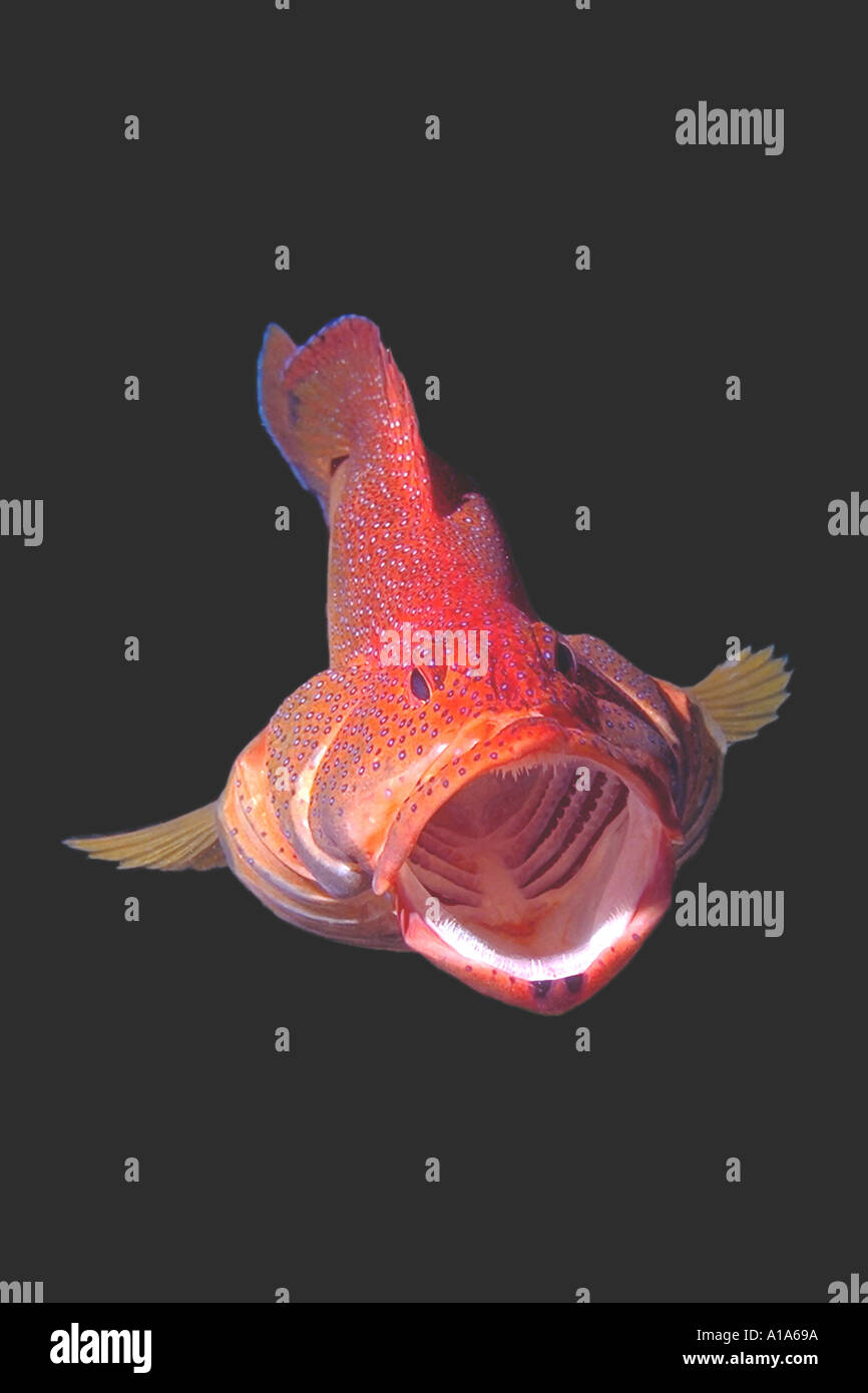 Yawning grouper, underwater, fish, Grand Cayman, Caribbean, ocean, sea ...