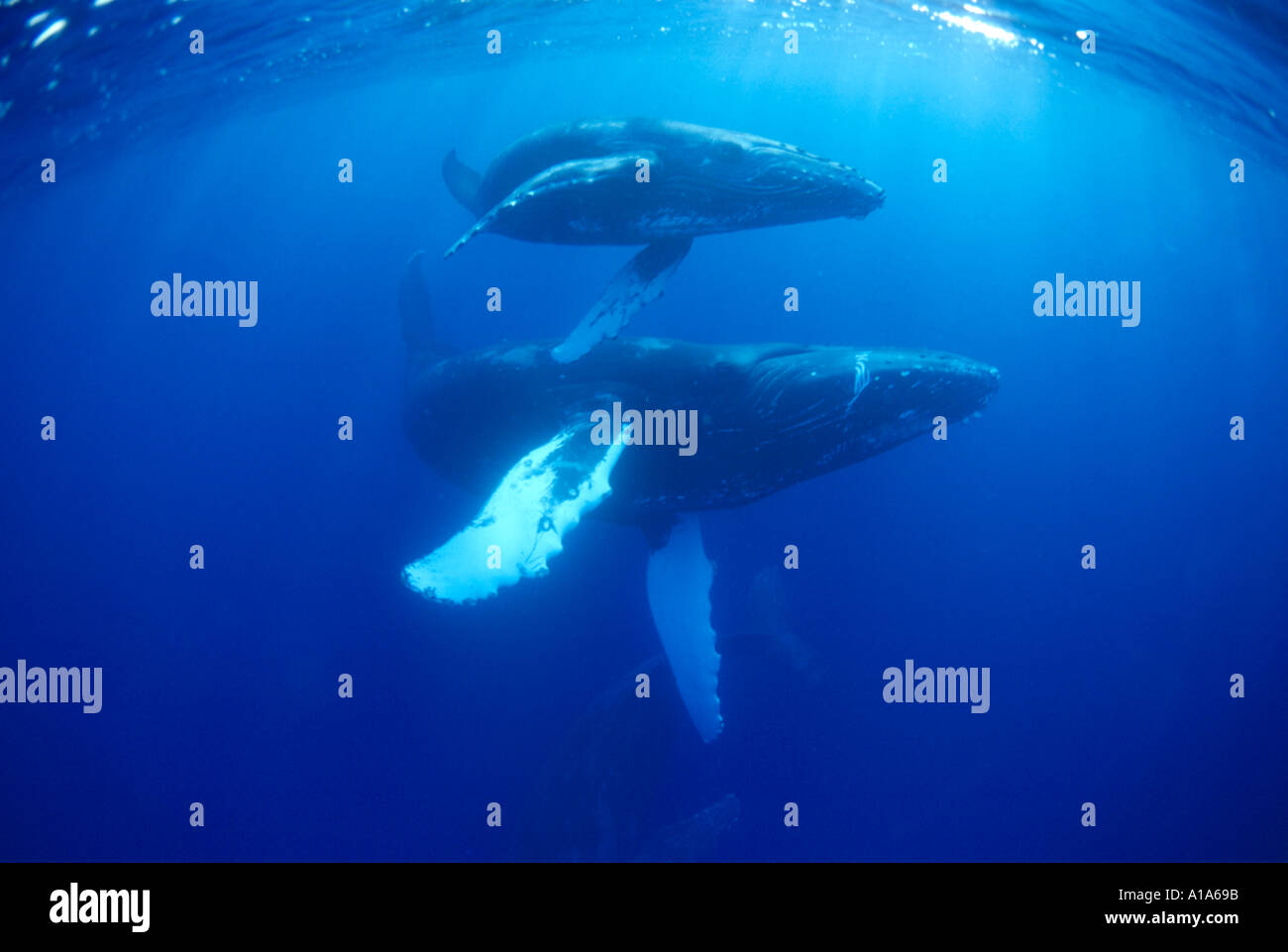 Pelagic life socorro islands hi-res stock photography and images - Alamy