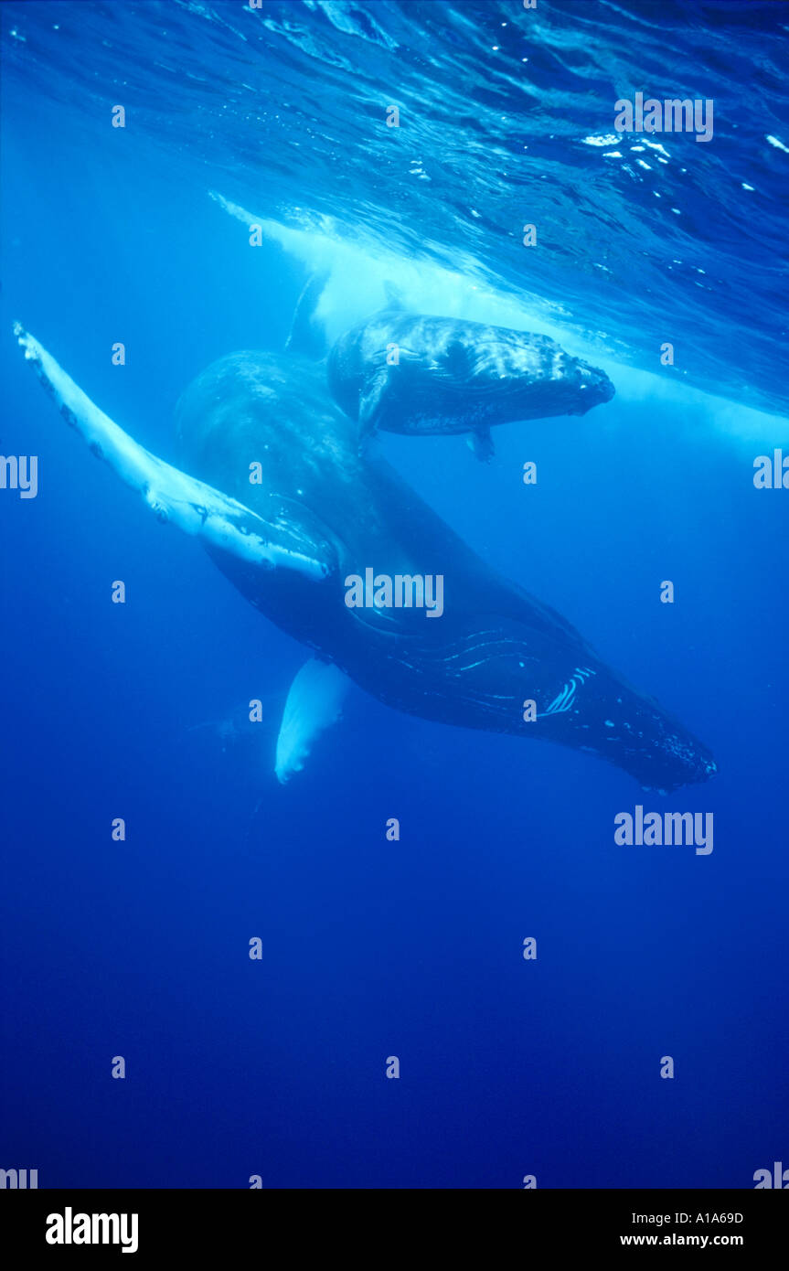 Pelagic life socorro islands hi-res stock photography and images - Alamy