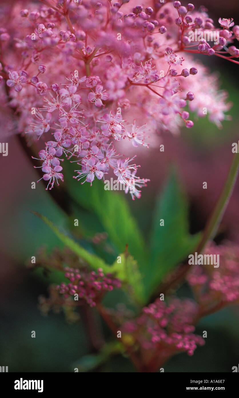 Filipendula purpurea flowers at Cross Gaits Cottage Lancashire Stock ...