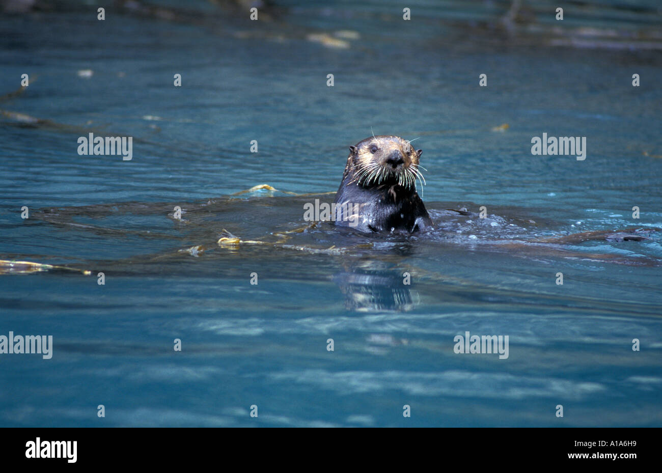 Beaver relaxing in water hi-res stock photography and images - Alamy