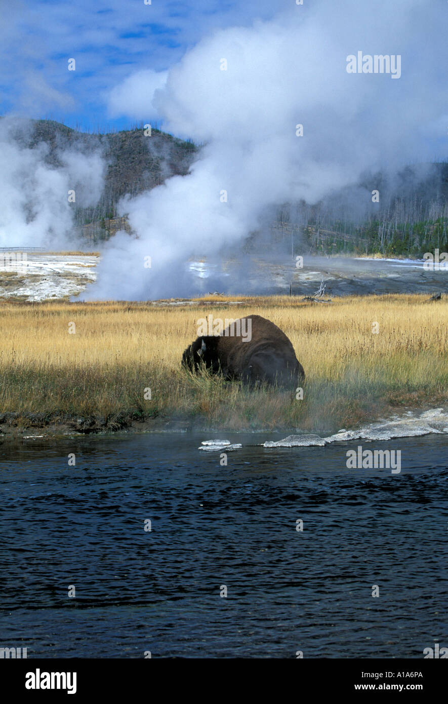 Buffalo at Geysers Stock Photo - Alamy