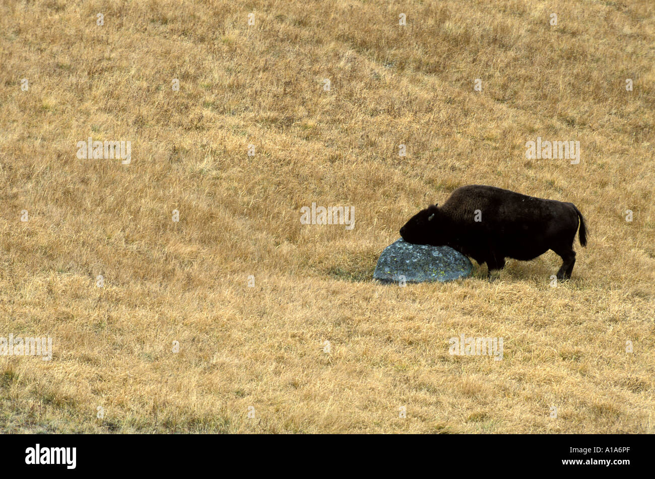 Bull in a field Stock Photo - Alamy
