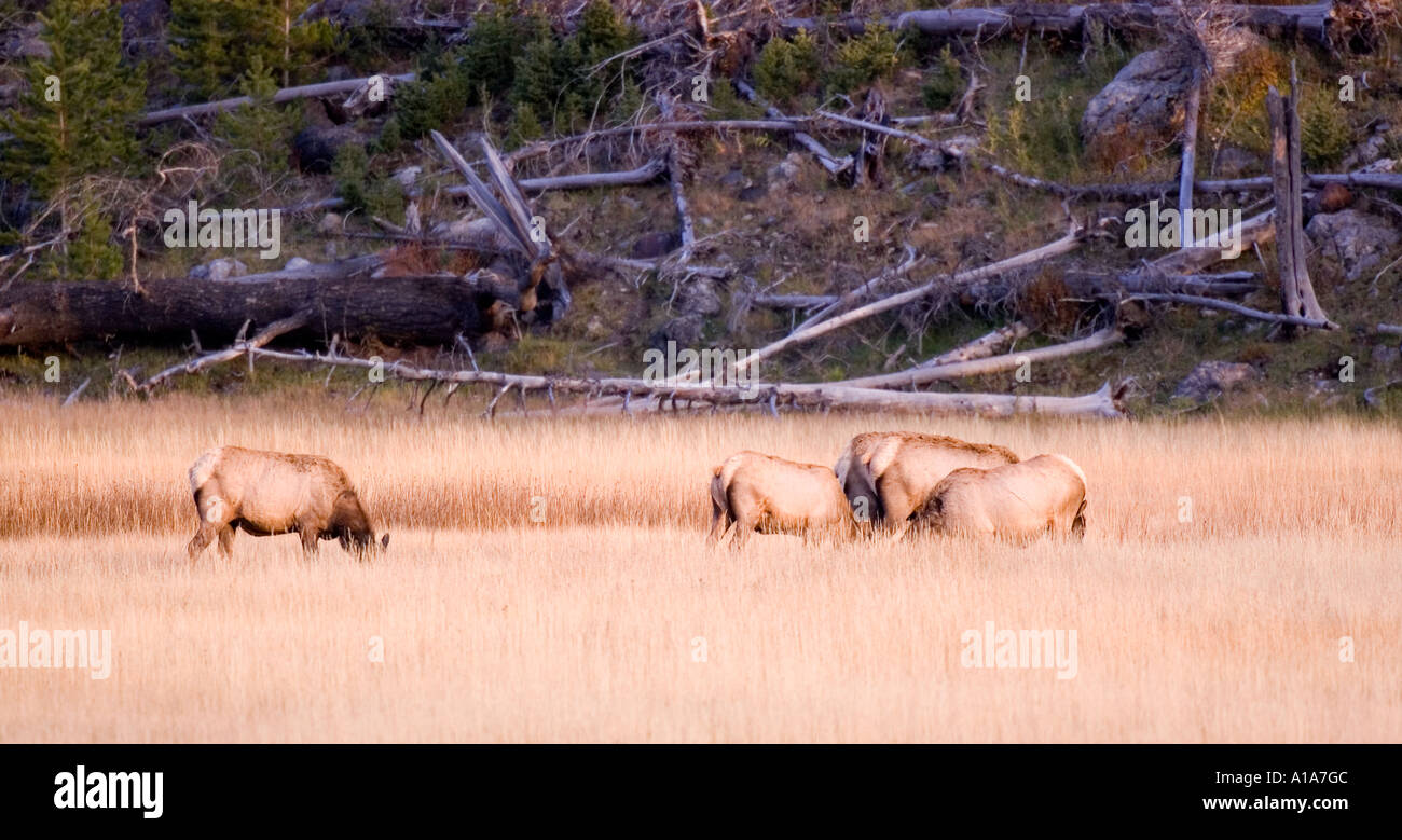 Deer outside the Woods Stock Photo - Alamy