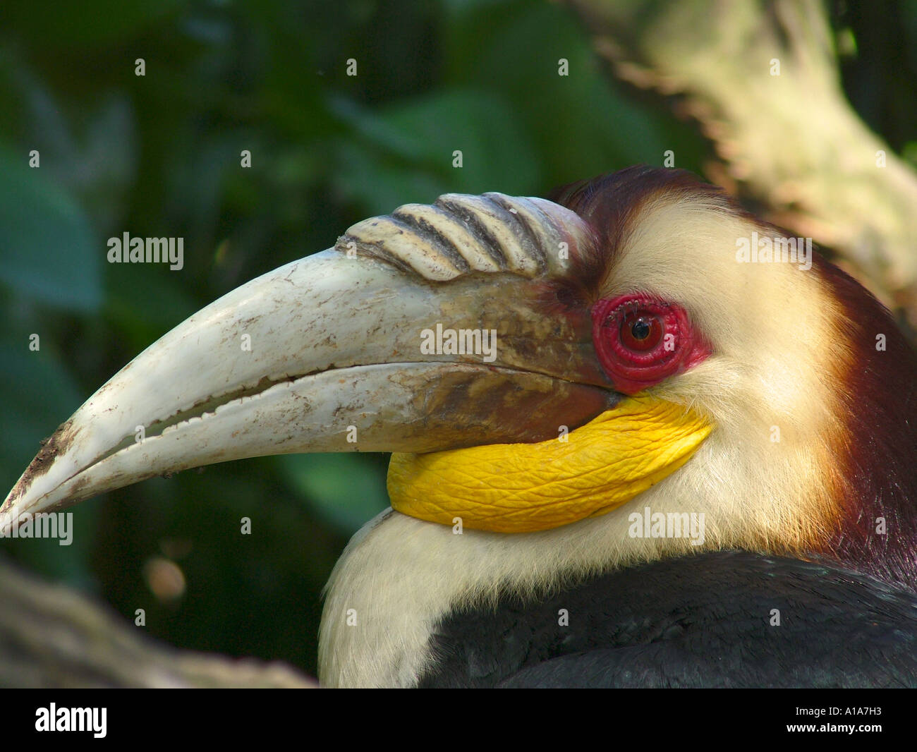 Yellow crested tucan bird Malaysia Stock Photo - Alamy