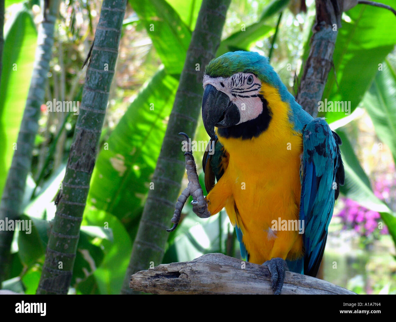 Blue and yellow crested parrot on a branch, Bali Bird Park, Indonesia ...