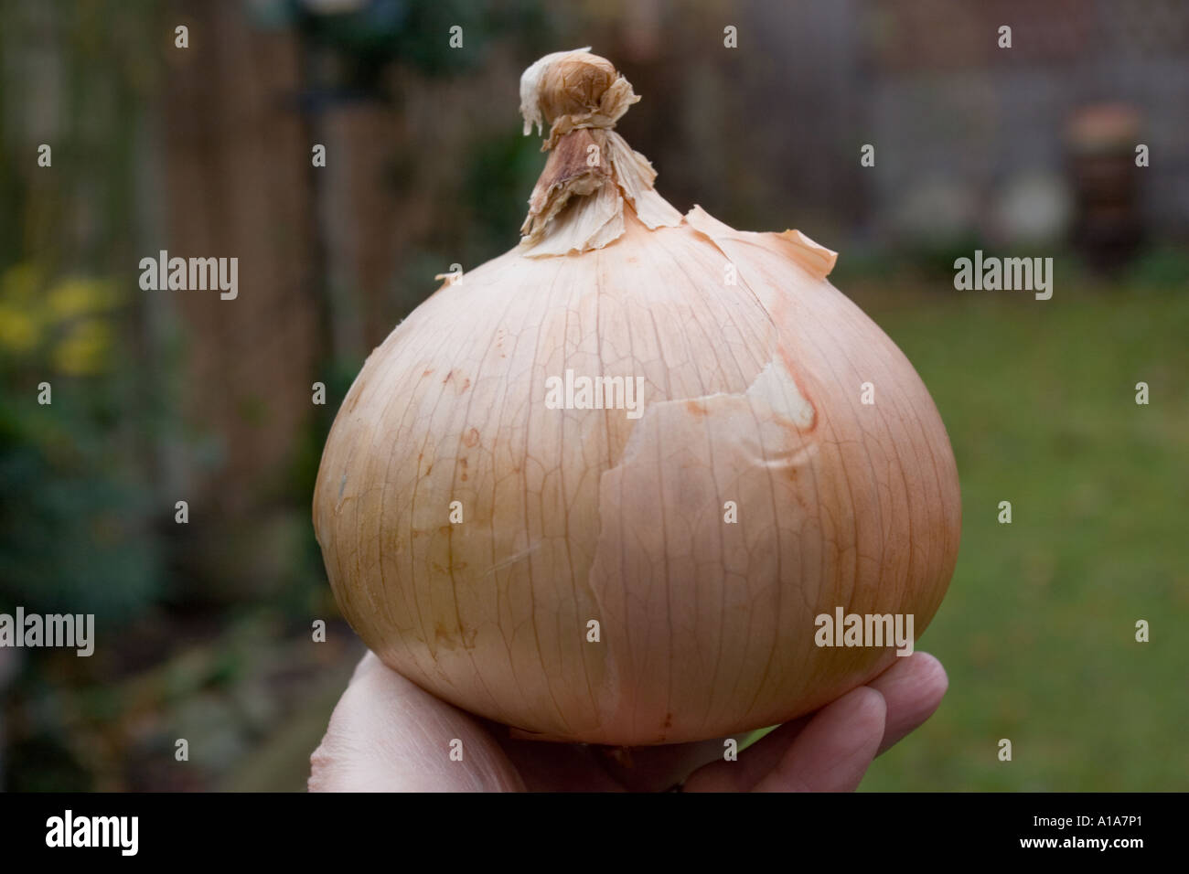 Prize winning giant onion grown on an allotment Stock Photo - Alamy