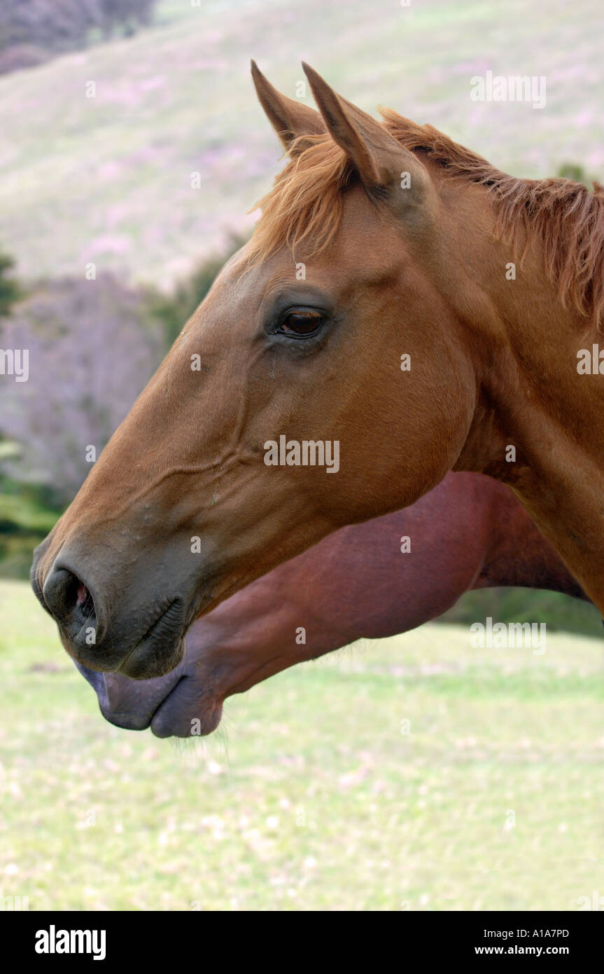 Two young stallions Stock Photo - Alamy