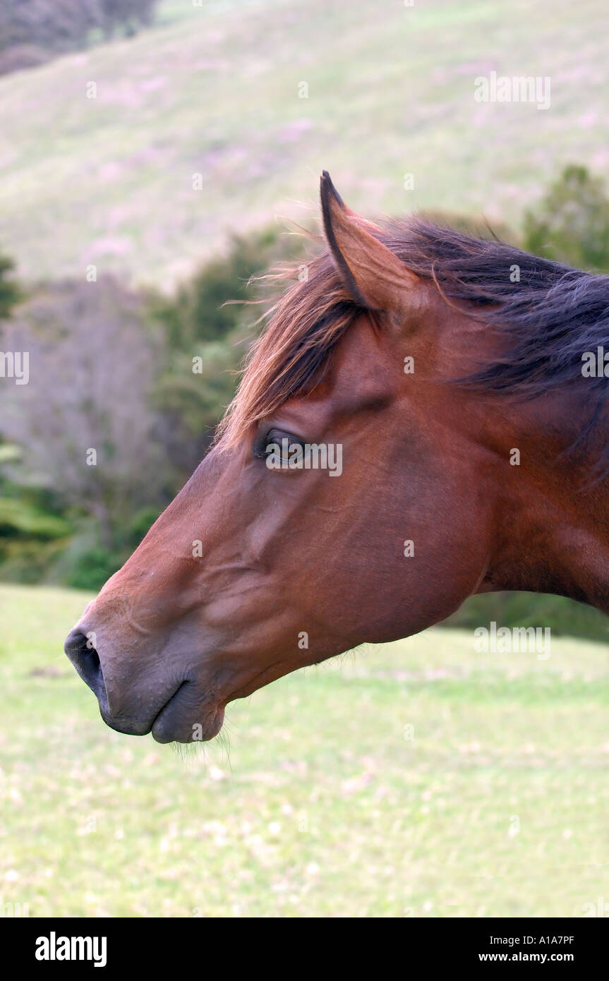 Horse's head close up Stock Photo - Alamy