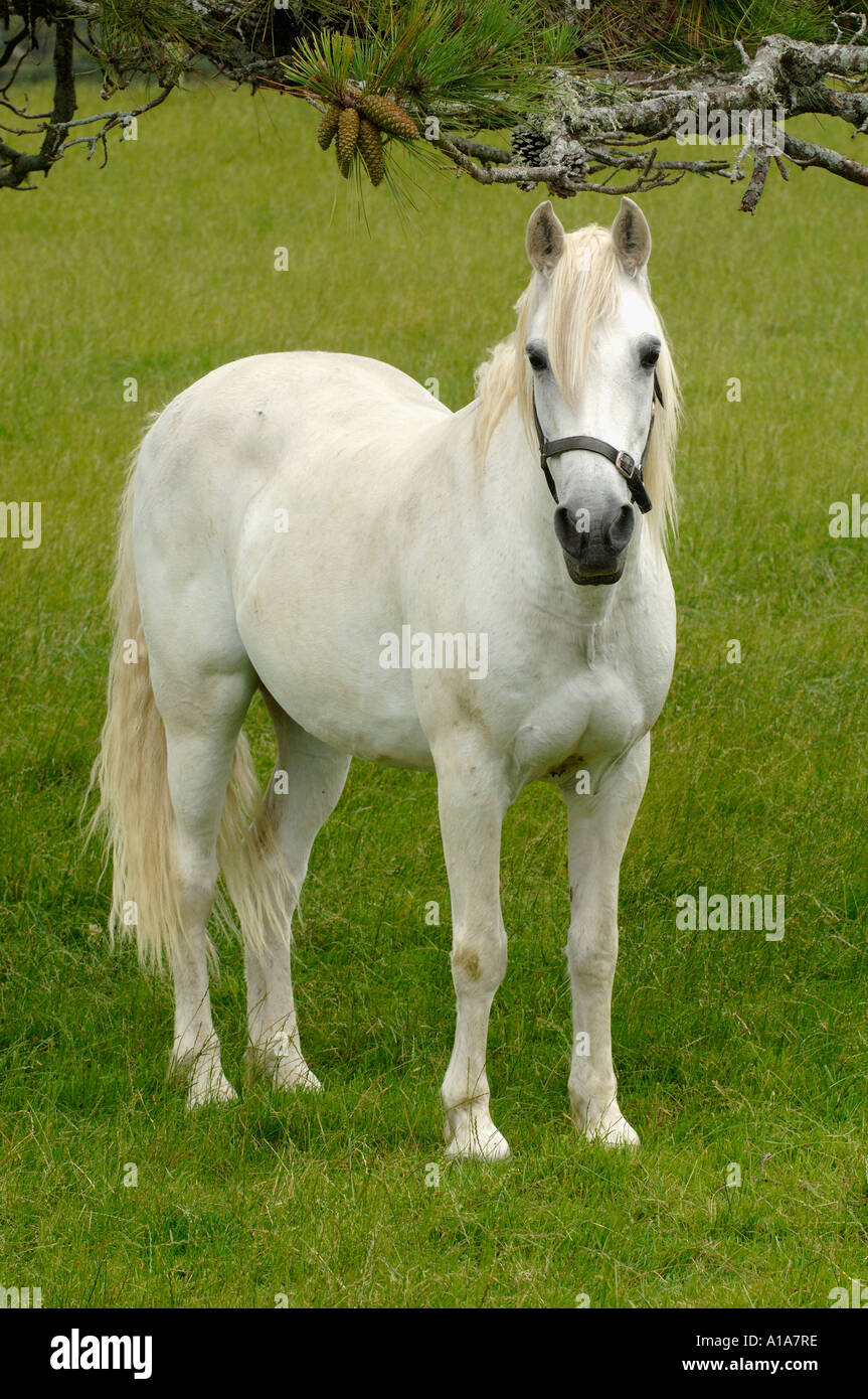 White horse in country paddock, Waikato New Zealand Stock Photo - Alamy