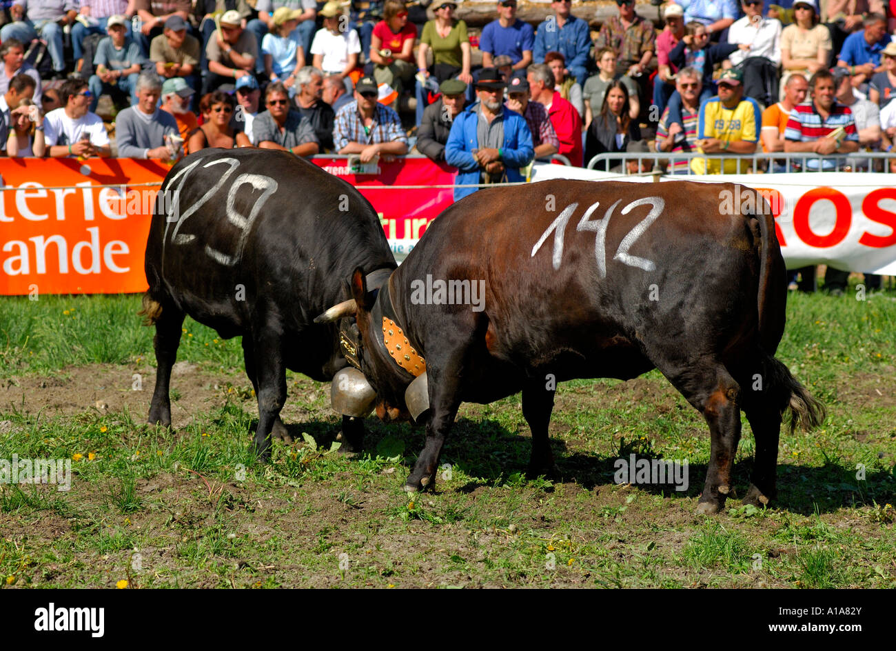 Battle of the queens cow fight hi-res stock photography and images - Alamy
