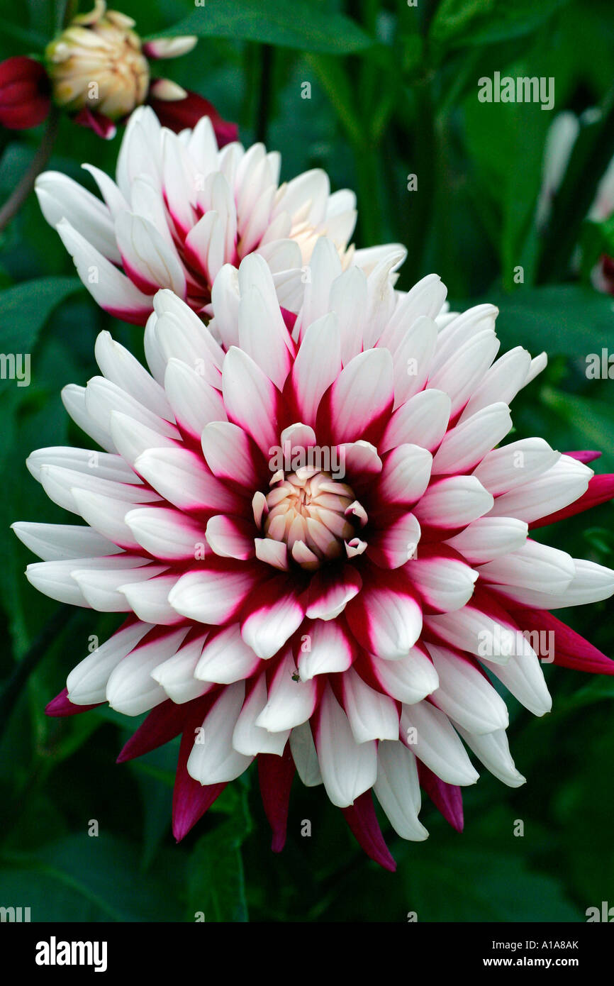Maja bloom hi-res stock photography and images - Alamy