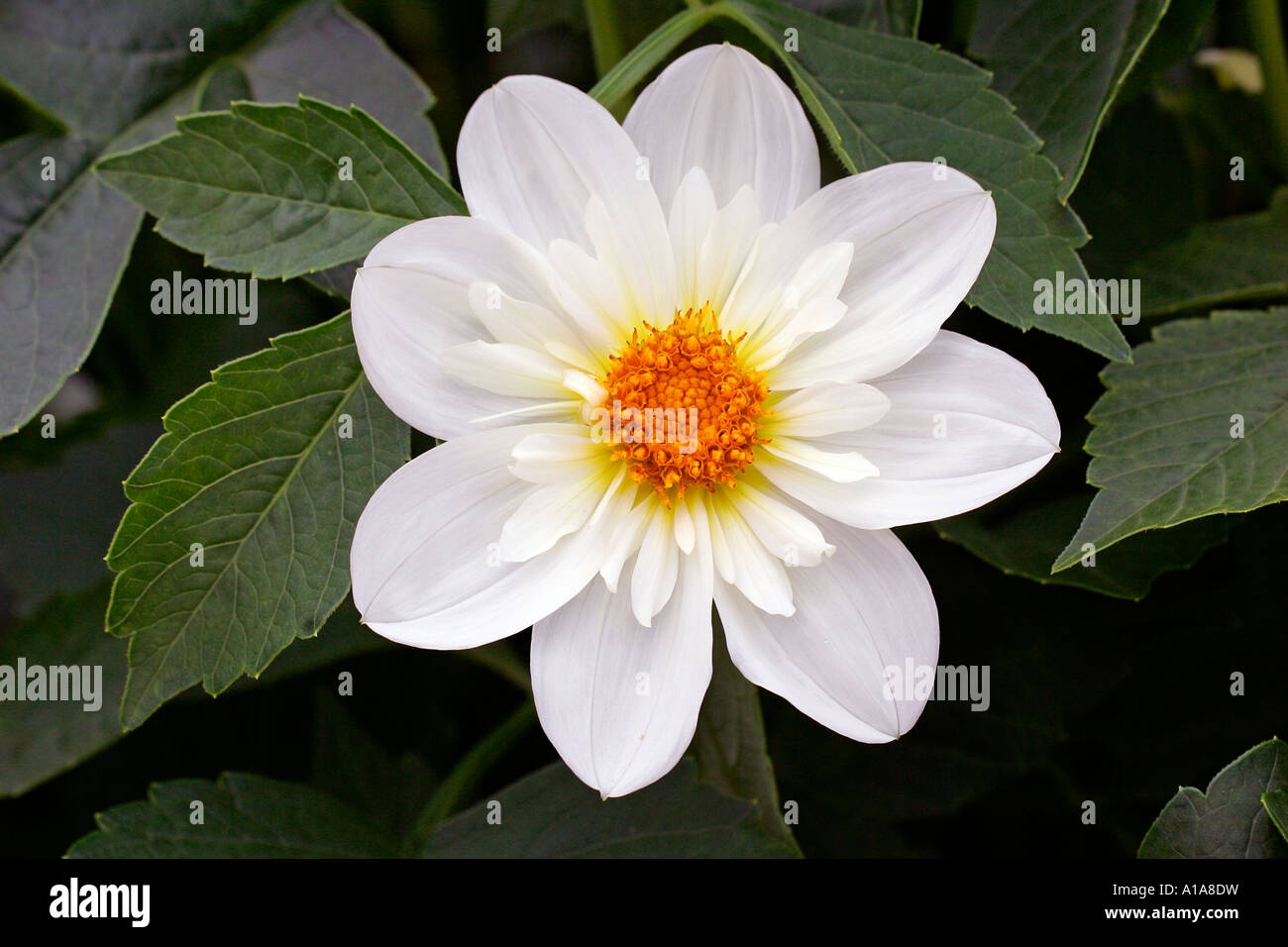 Cherub flowers hi-res stock photography and images - Alamy
