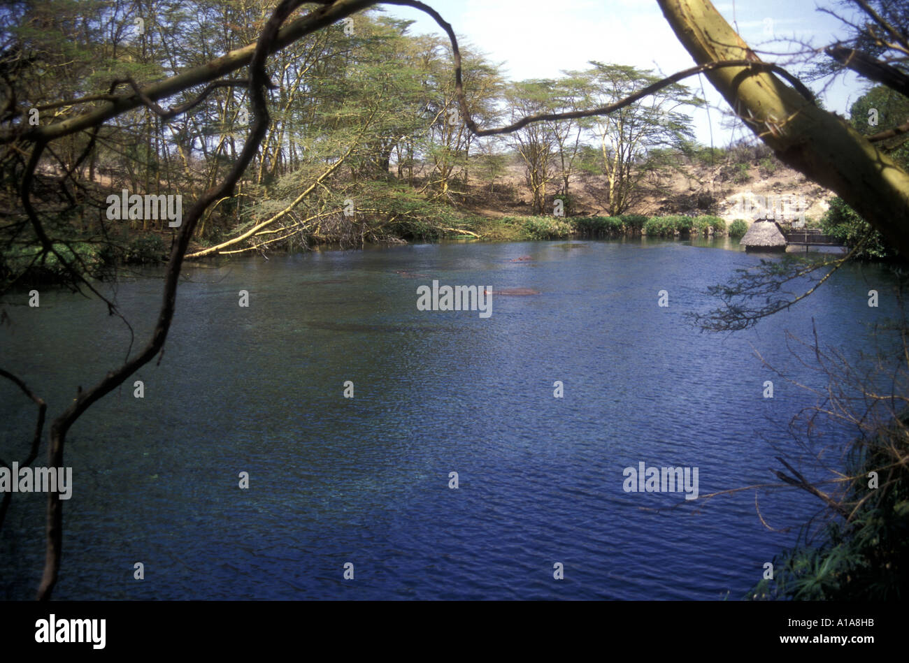 Mzima Springs Tsavo West National Park Kenya East Africa Stock Photo ...
