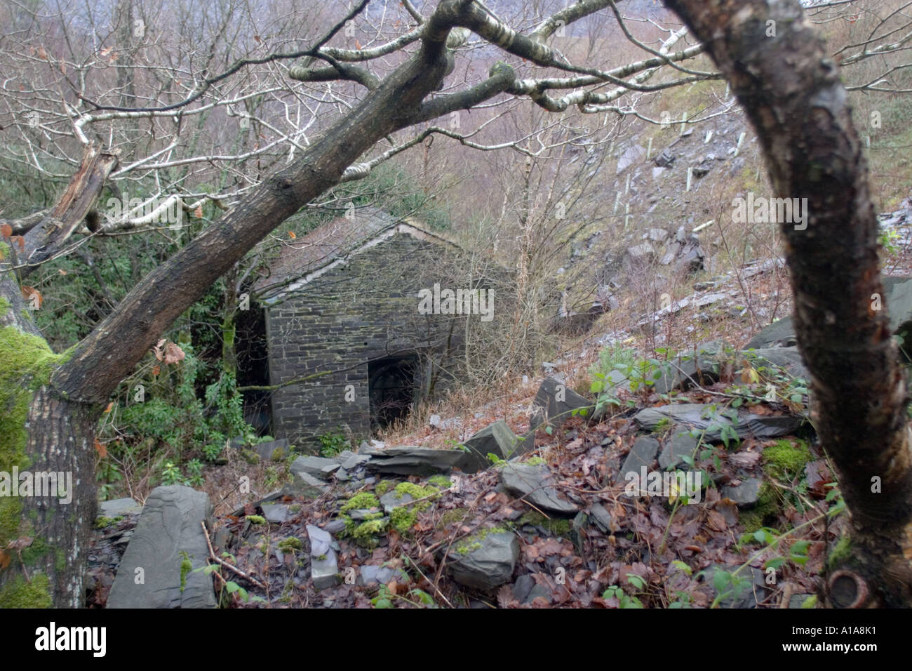 Old building among trees in corner of slate quarry, Bethesda North ...
