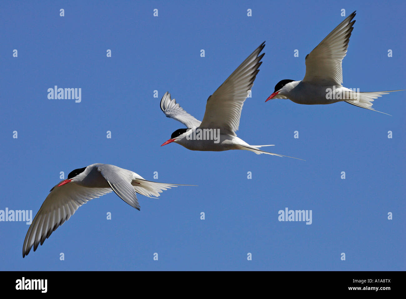 Flying Arctic Terns (Sterna paradisaea Stock Photo - Alamy