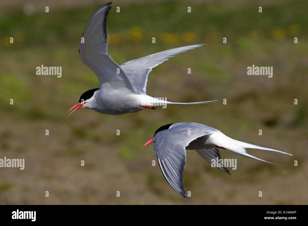 Flying Arctic Terns (Sterna paradisaea Stock Photo - Alamy
