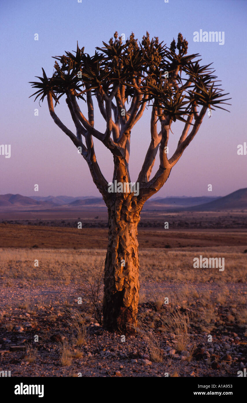 Quiver Tree Namibia Stock Photo - Alamy