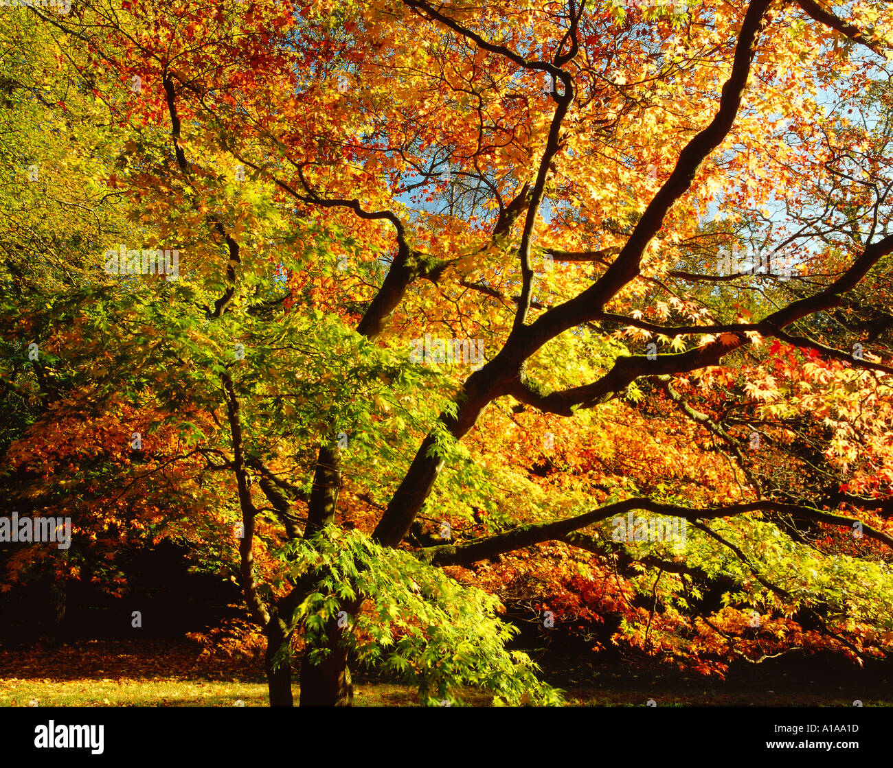 Autumn colour contrast hi-res stock photography and images - Alamy