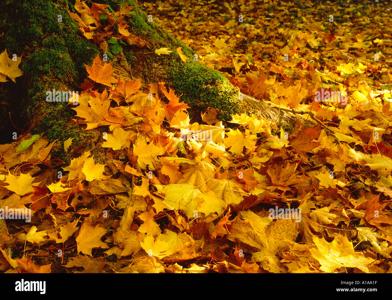 Autumn colour contrast hi-res stock photography and images - Alamy