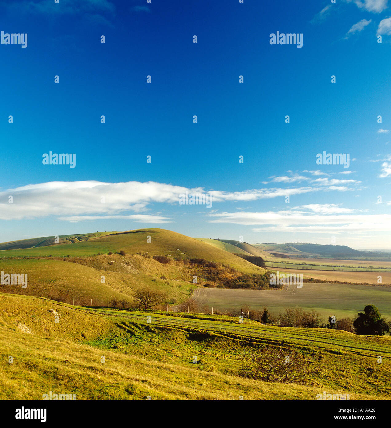 Pewsey Down Wiltshire UK Stock Photo - Alamy