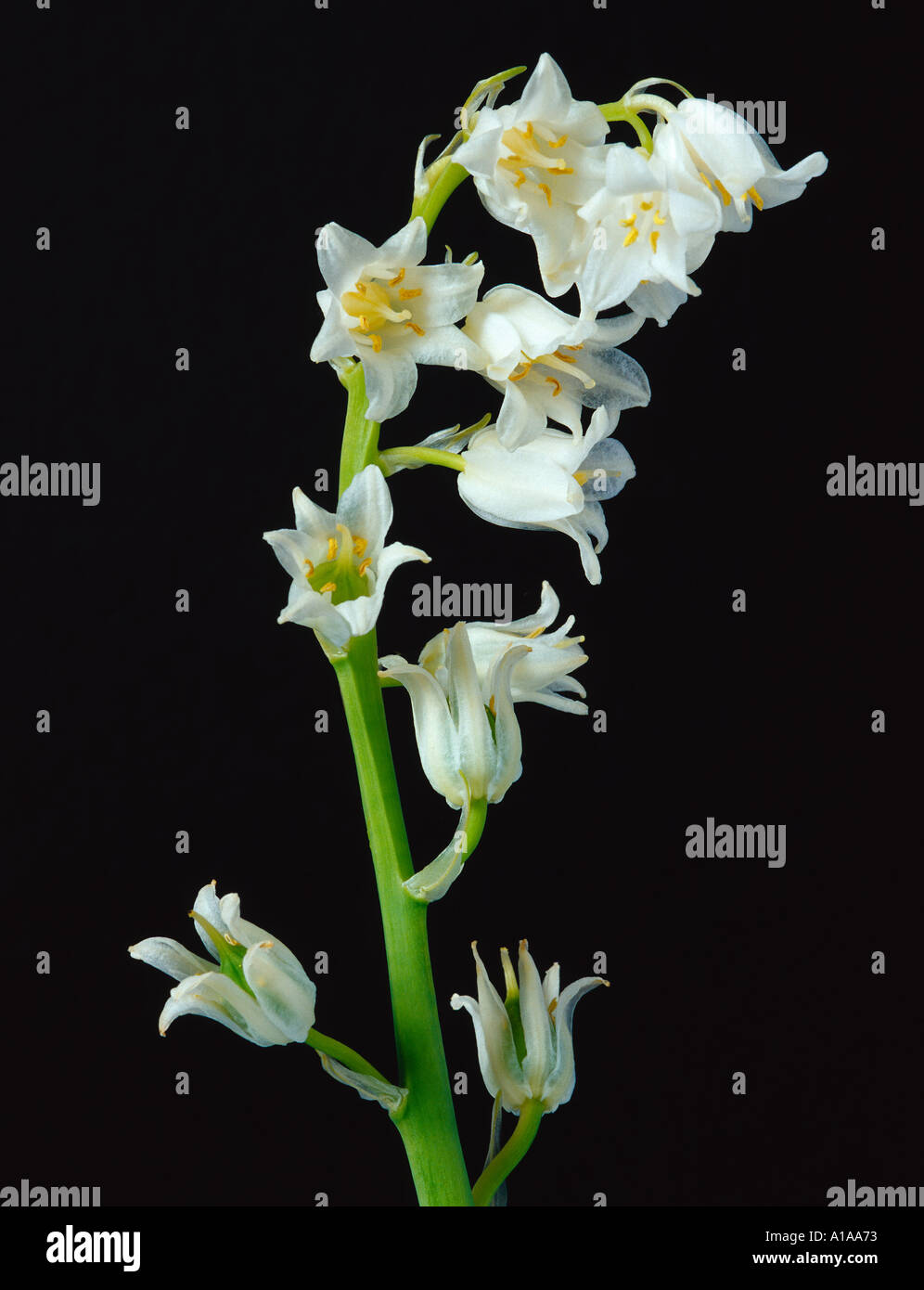 Whitebell hi-res stock photography and images - Alamy