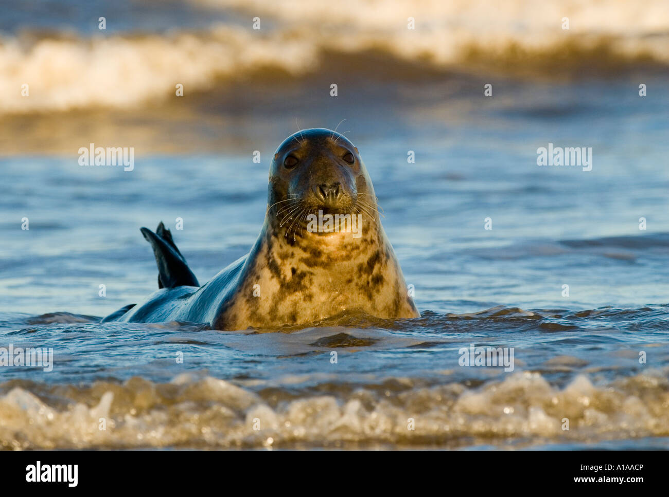 Grey Seal (Halichoerus grypus Stock Photo - Alamy