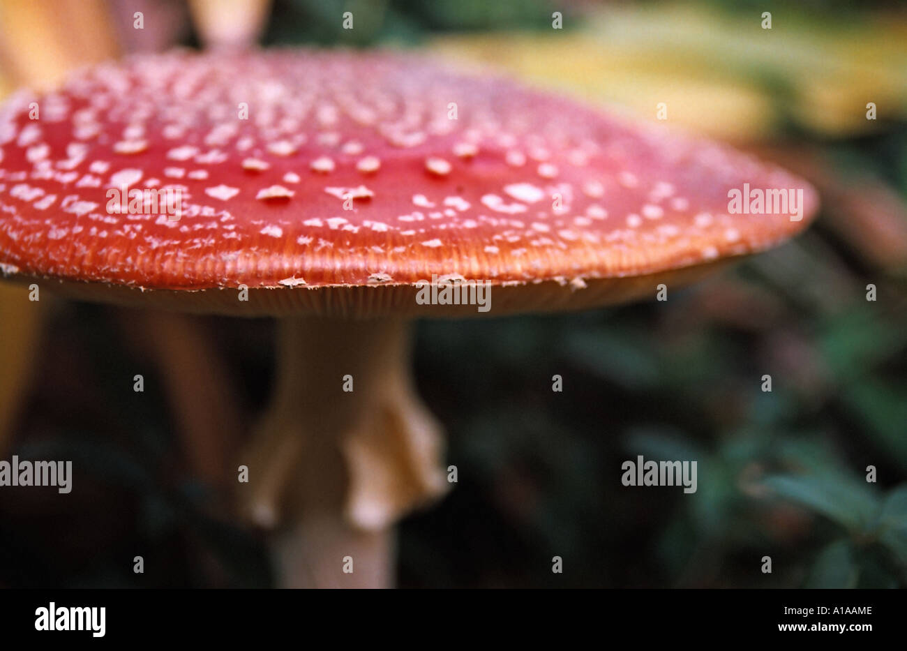 Red agaric mushroom close hi-res stock photography and images - Alamy
