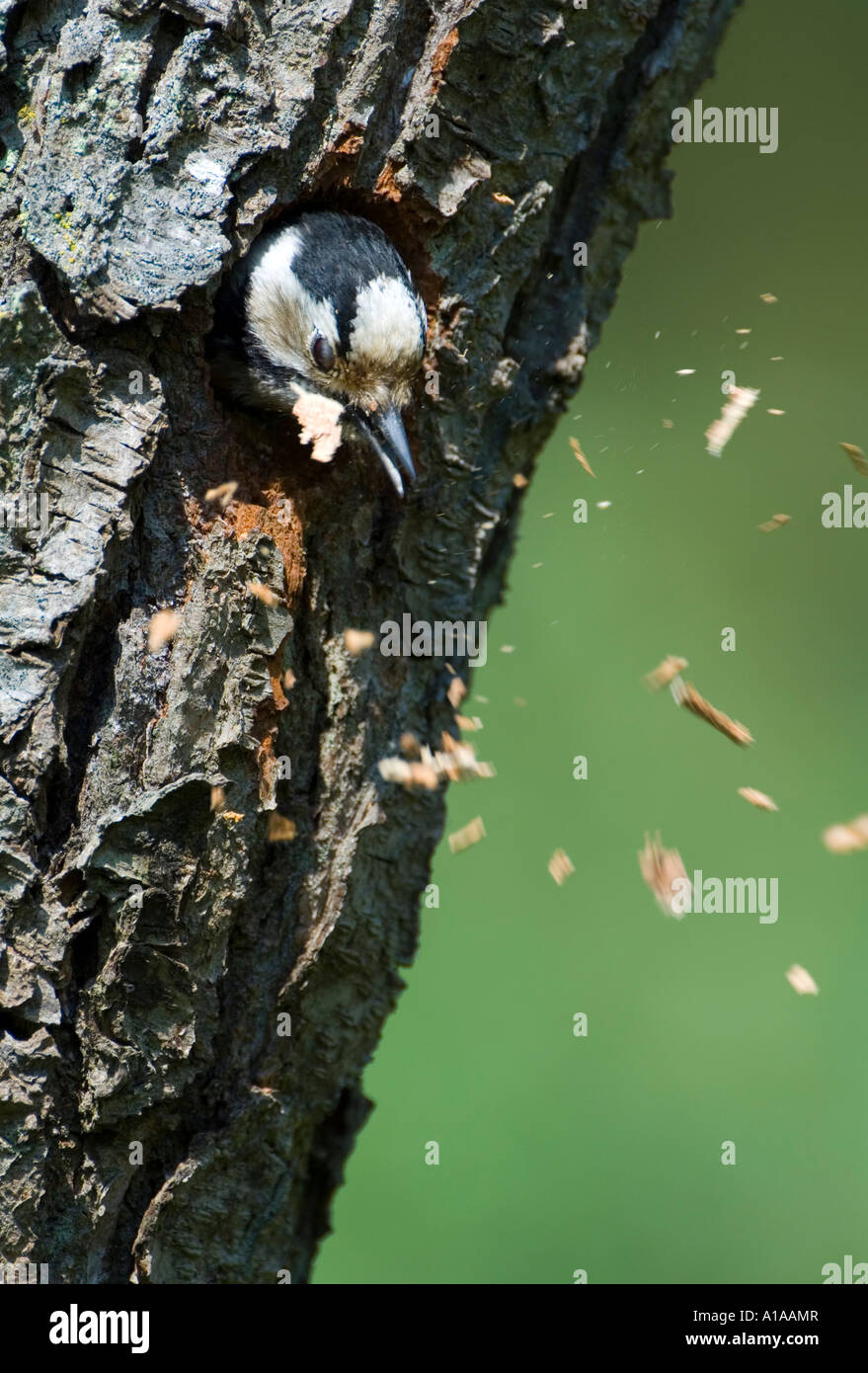 Lesser Spotted Woodpecker (Dendrocopos minor Stock Photo - Alamy