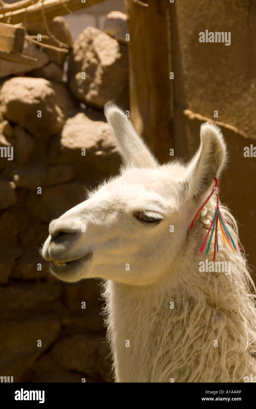 Chile Atacama desert llama face Stock Photo - Alamy