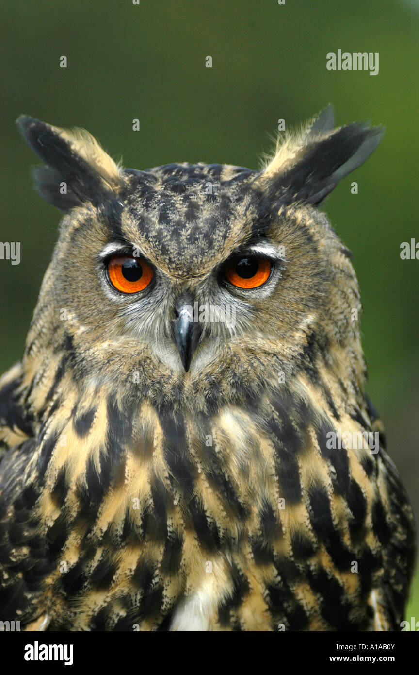 Eagle Owl (Bubo bubo Stock Photo - Alamy