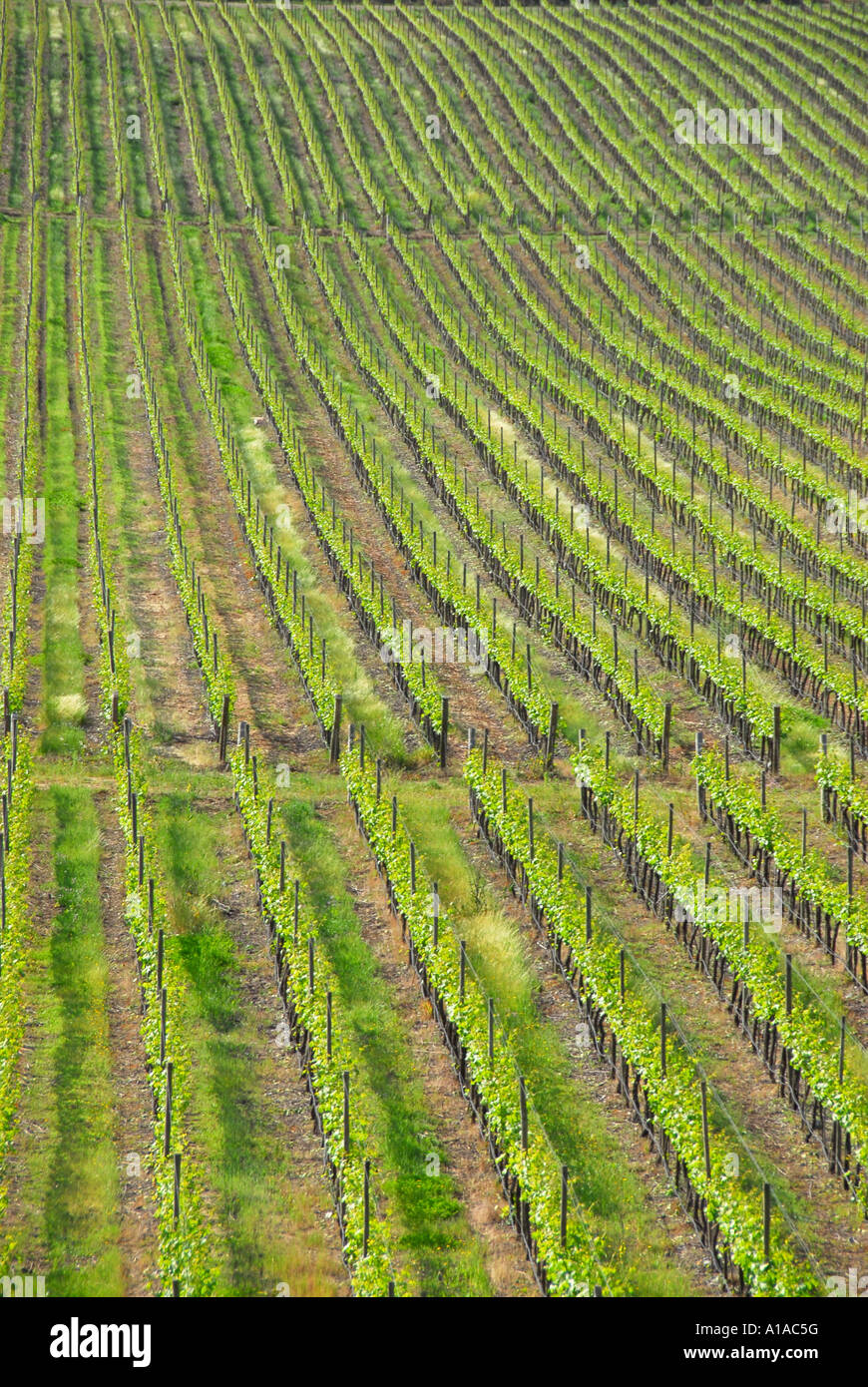 Chile wine country colchagua valley vineyard Stock Photo - Alamy