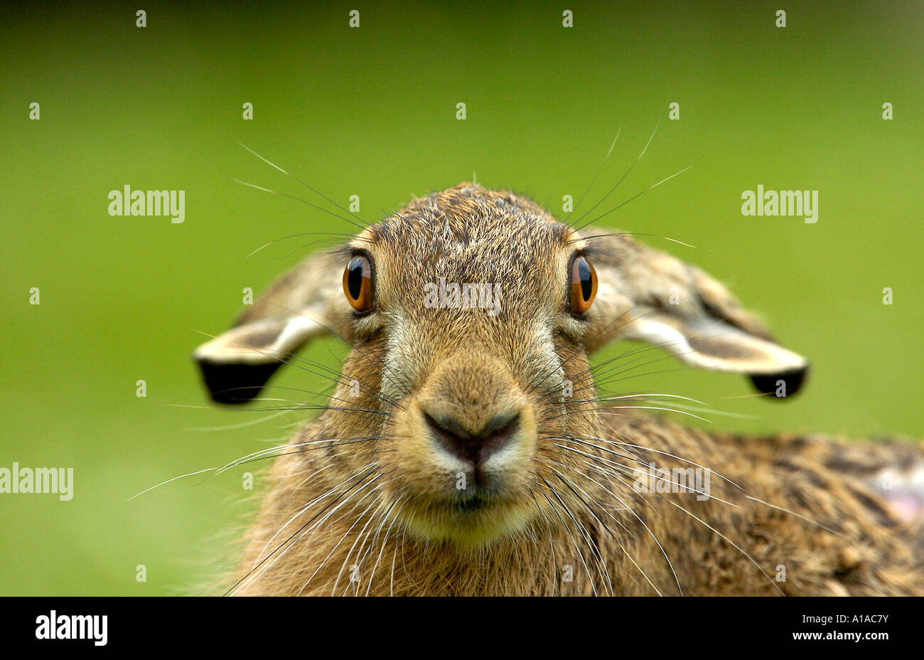 Hare scared hi-res stock photography and images - Alamy