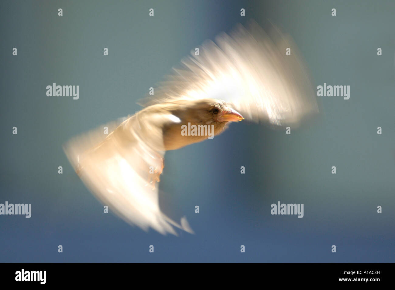 Flying sparrow hi-res stock photography and images - Alamy