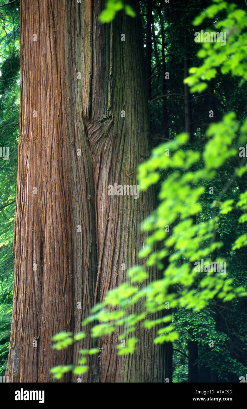 Giant Redwood tree Canada Stock Photo - Alamy