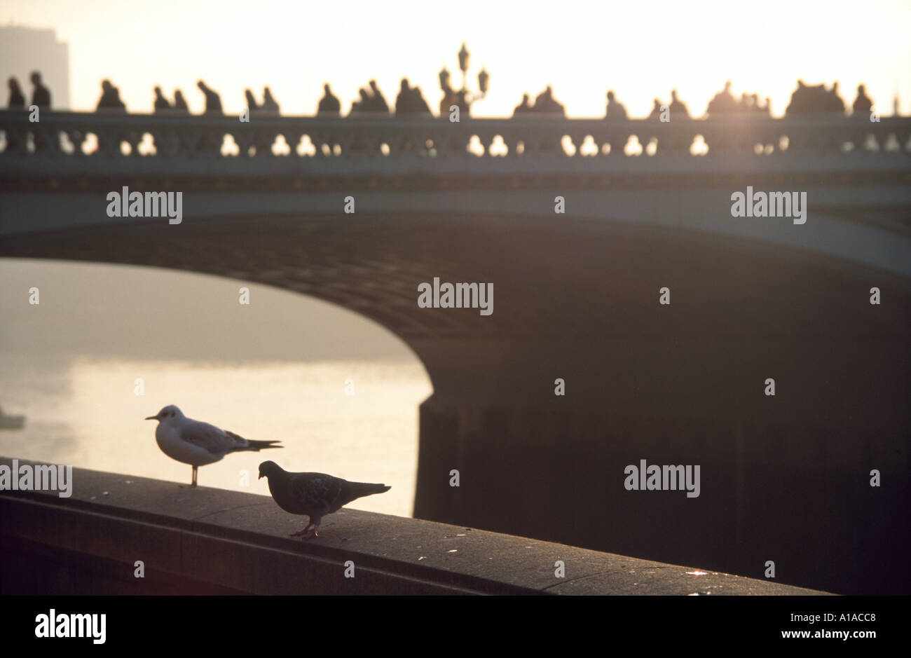 Birds at Westminster Bridge London Stock Photo - Alamy